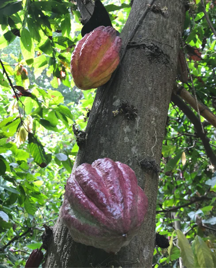 The PLAQ Method of exceptional craft chocolates